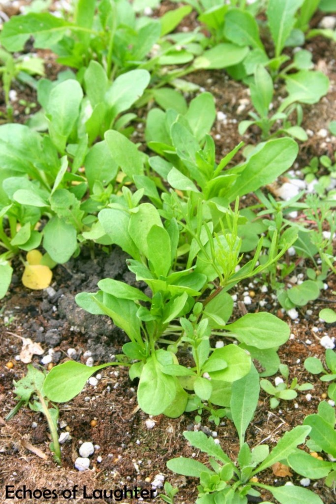 My Flower Garden: Week 4 - Echoes of Laughter