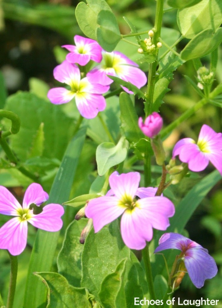 My Flower Garden: Week 7 - Echoes of Laughter